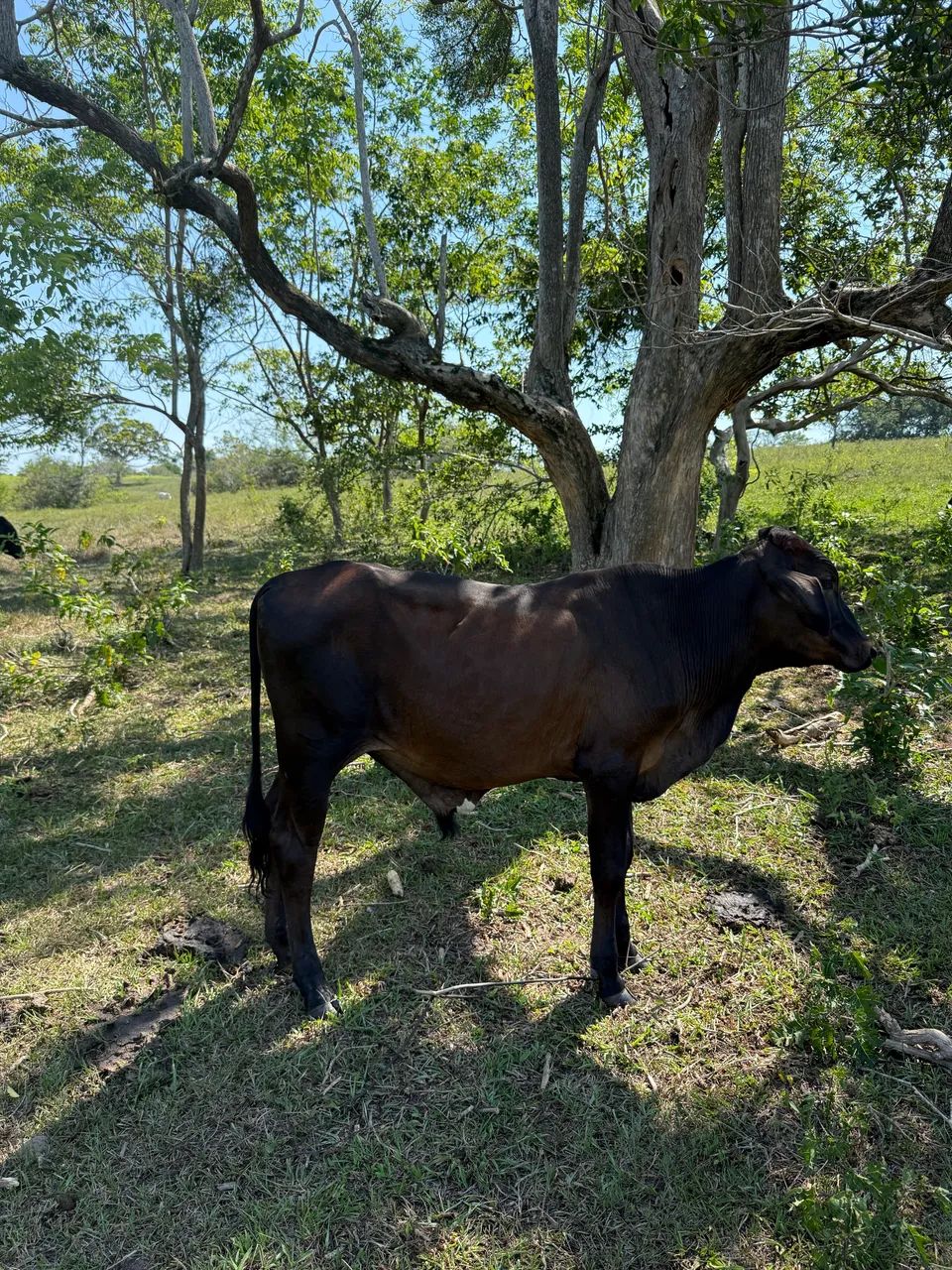 Garrote tourinho 1/2 sindi - Animais para agropecuária - São Vicente De ...