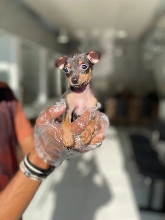 "pinscher 0" - Cachorros no Brasil