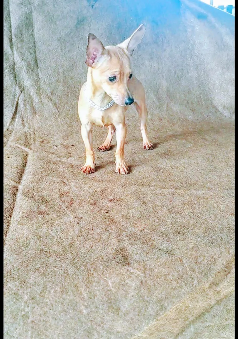 "pinscher 0" - Cachorros no Brasil