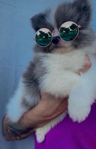 "spitz merle" no Brasil