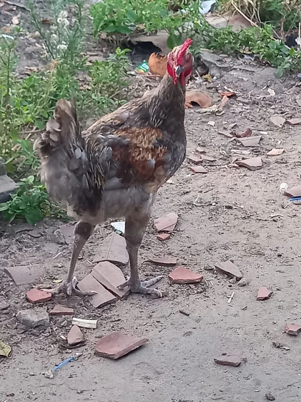 Frangos GSB - Cachorros - Canafístula, Arapiraca 1454793352 | OLX