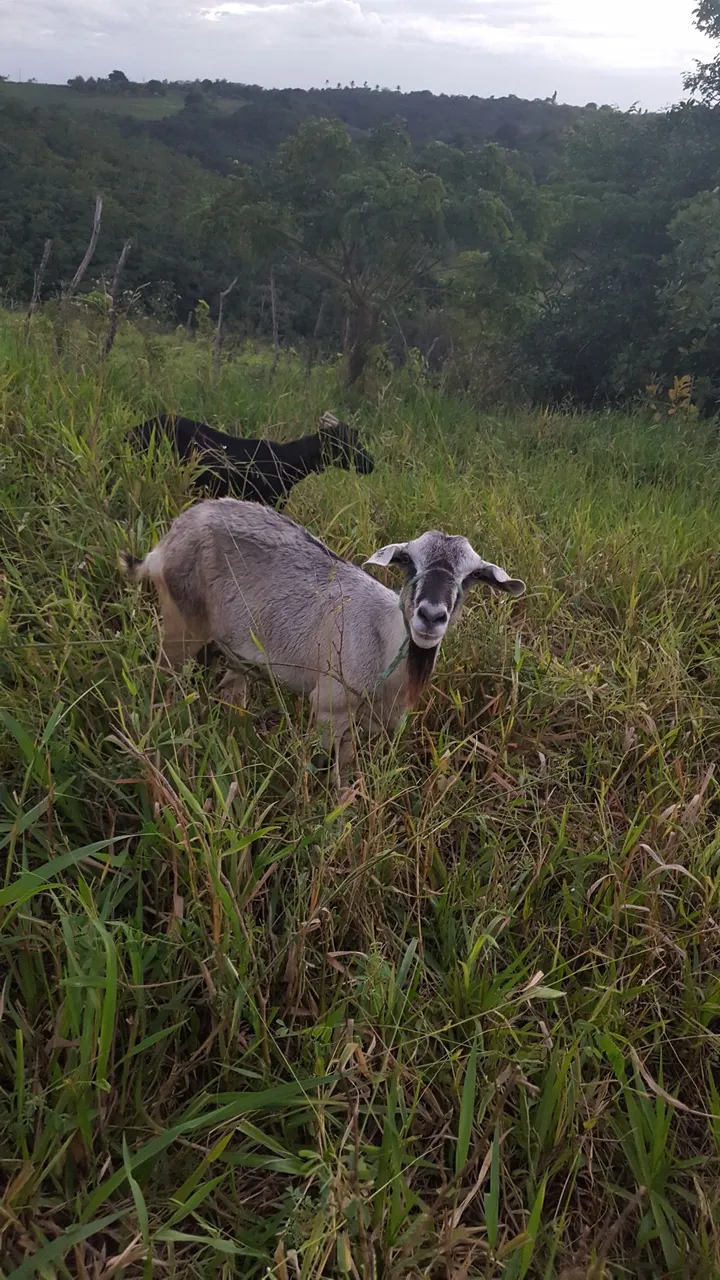 "cabras e cabritos" no Brasil