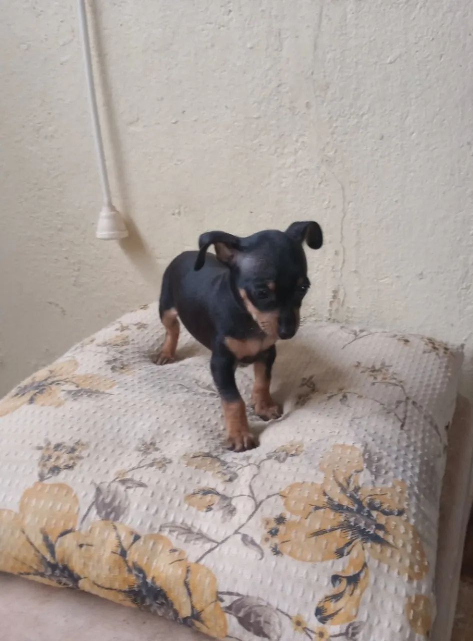 Mini pinscher - Cachorros - Parque Rio Branco, Valparaíso de Goiás ...
