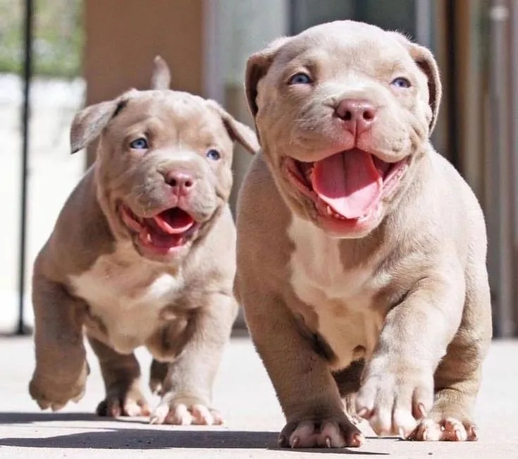 "filhotes de american bully" - Cachorros no Brasil