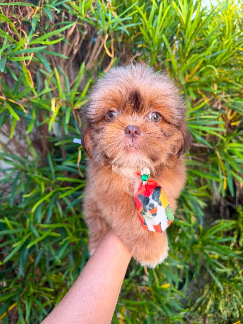 Shih tzu mini exótico - Cachorros - Porenquanto, Teresina 1505169671 | OLX