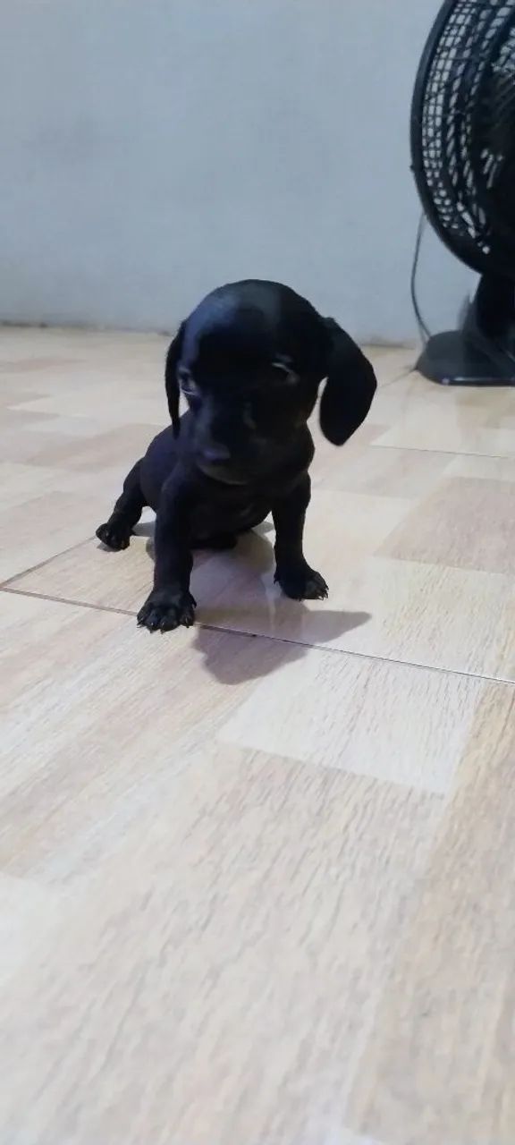 Filhote de dachshund macho (salsichinha) - Cachorros - Fazenda da Barra ...