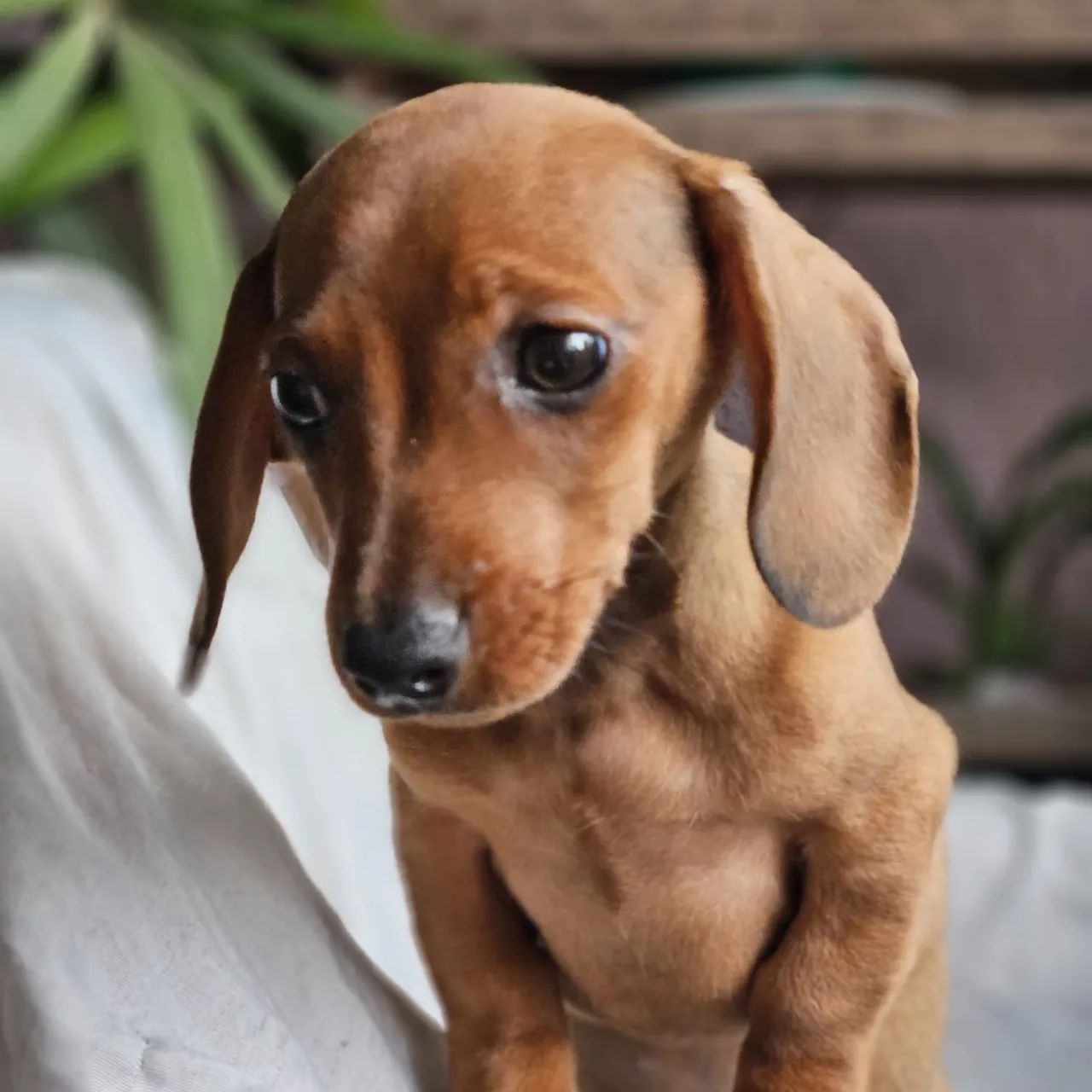 "filhote tekel" no Brasil