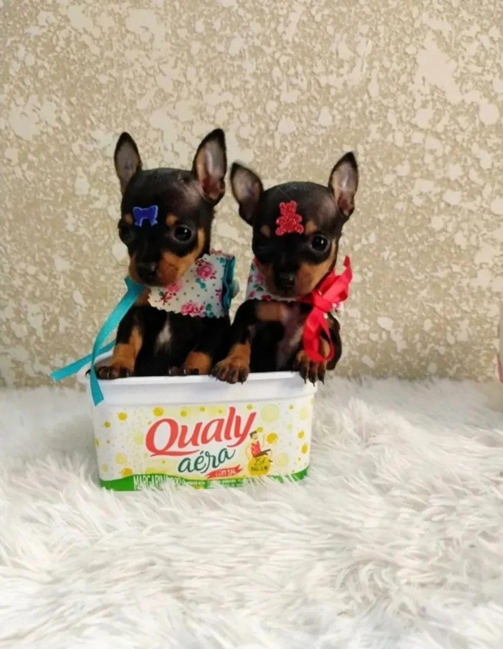 "pinscher 0" - Cachorros no Brasil