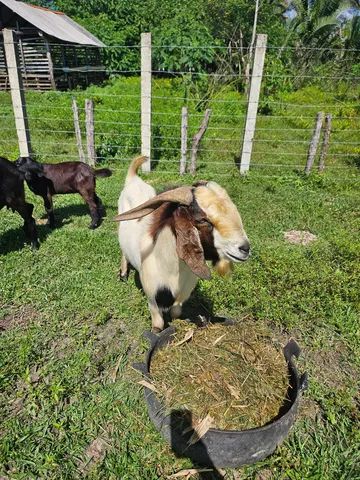 "bode boer" no Brasil
