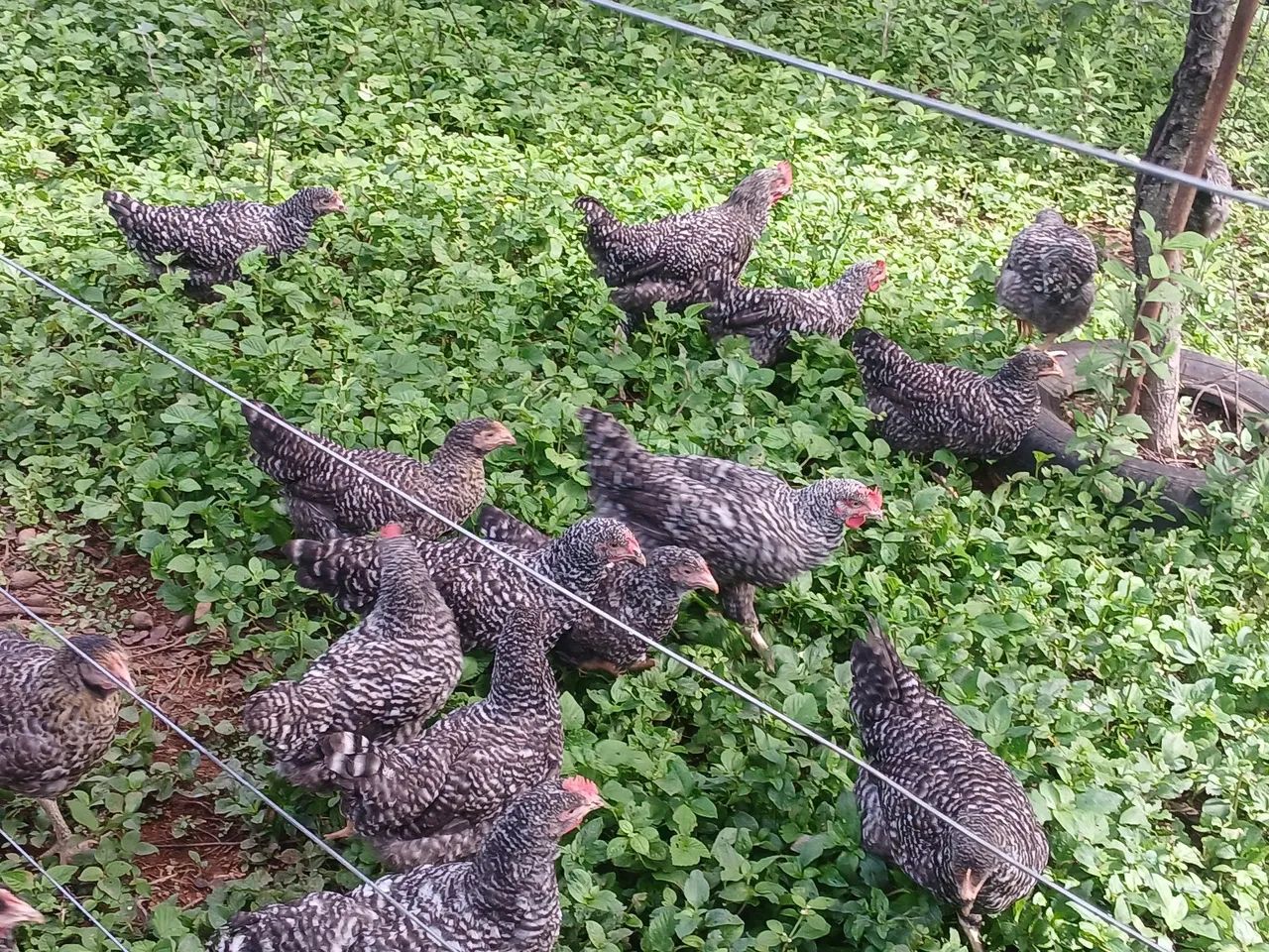 Frangos carijo - Animais para agropecuária - Centro, Luziânia ...