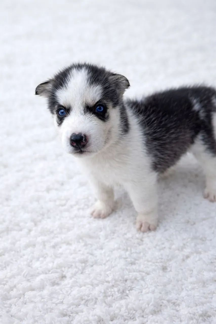 Husky Siberiano - FILHOTES - Cachorros - Centro, Campina Grande ...