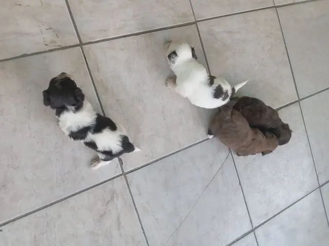 "filhote de cachorro puldo" no Brasil