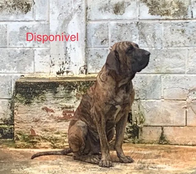 "filhote fila" - Cachorros no Brasil