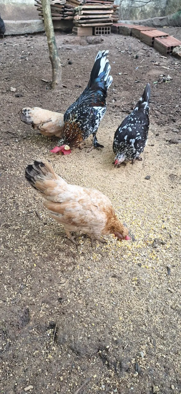 "mini garnizes" no Brasil