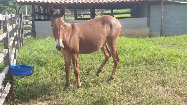 "uma mula" no Brasil