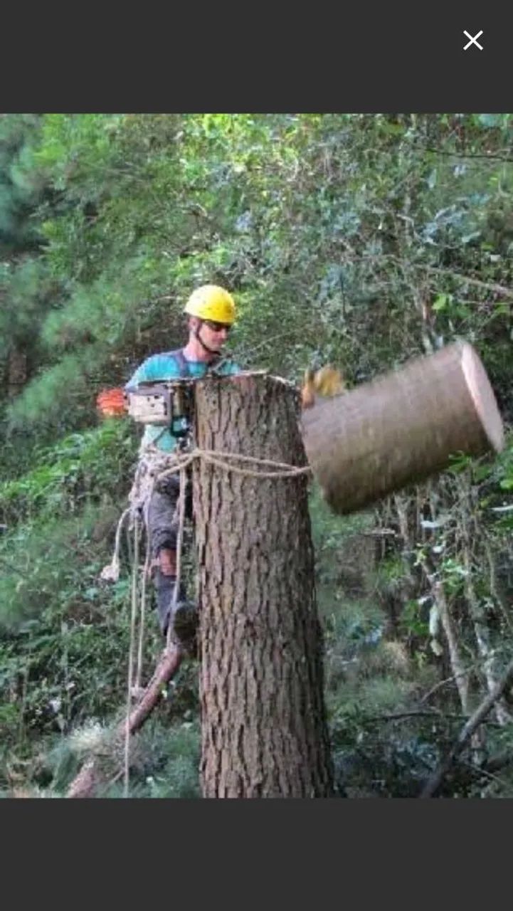 Poda e Corte de Árvores - Serviços - Santa Cândida, Curitiba 1470187953 ...