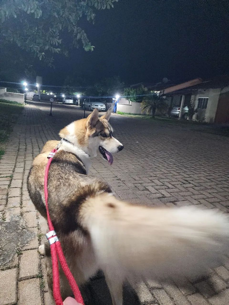 Doa-se Husky Siberiano - Cachorros - Conjunto Habitacional Jardim Sabiá ...