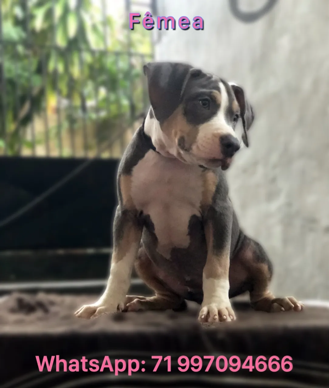 "cachorros pit monster" - Cachorros no Brasil