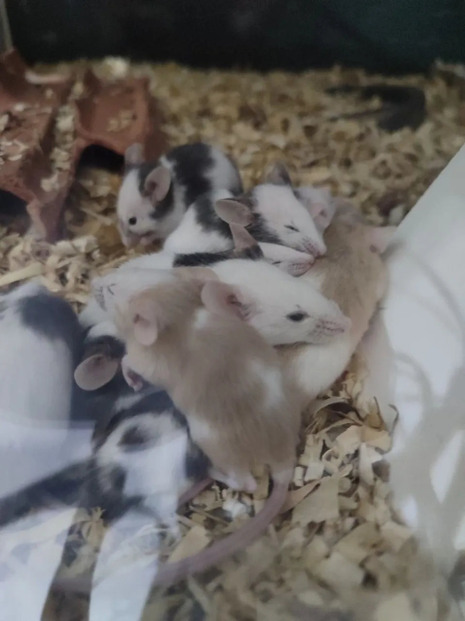 "camundongo" no Brasil