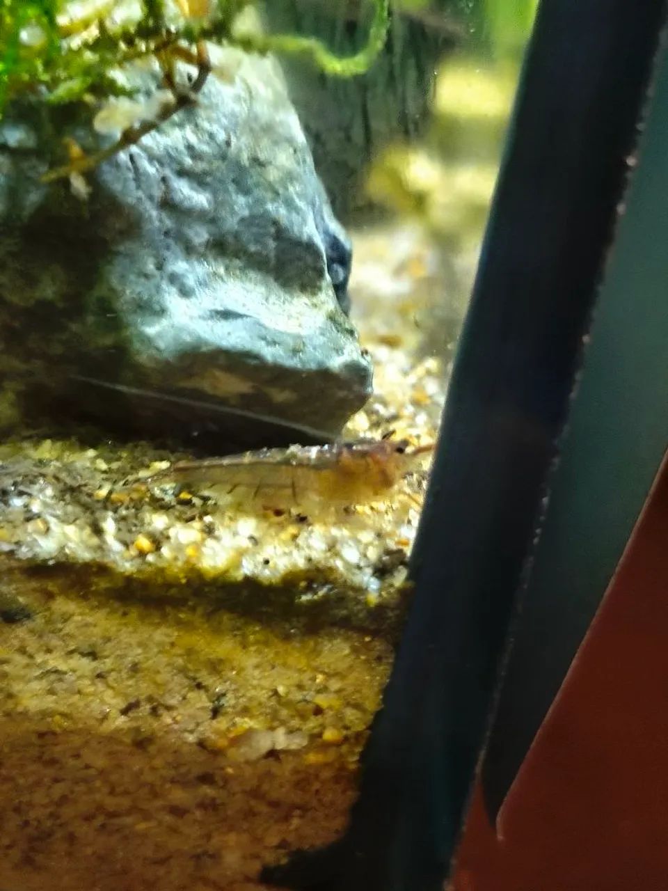 Camarões Malawa - Outros animais - Asa Sul, Brasília 1441919264 | OLX