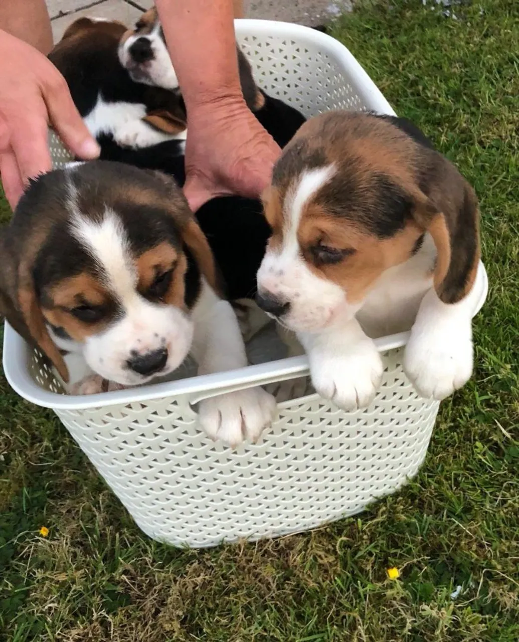 "filhotes de cachorros beagle" - Cachorros no Brasil