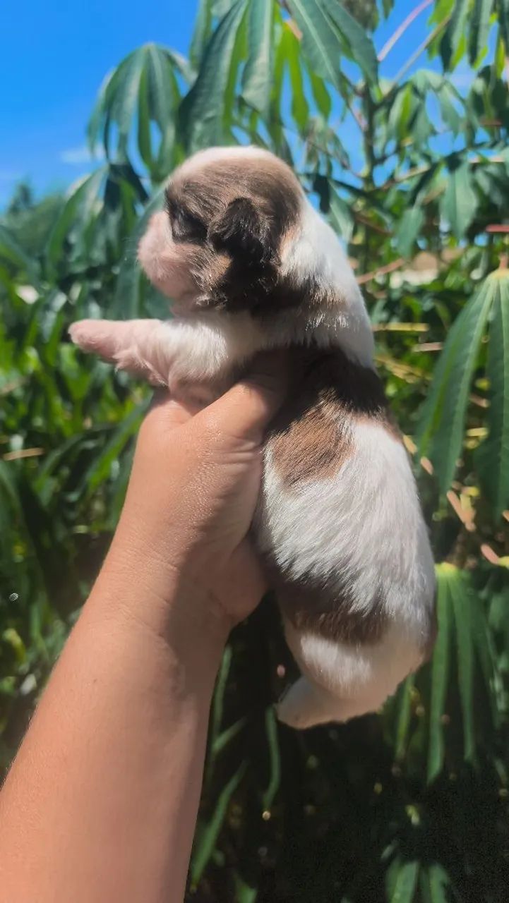 Shih Tzu - Cachorros - Pedras de Maria da Cruz 1469514318 | OLX