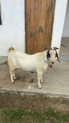 Bode boe | +12 anúncios na OLX Brasil