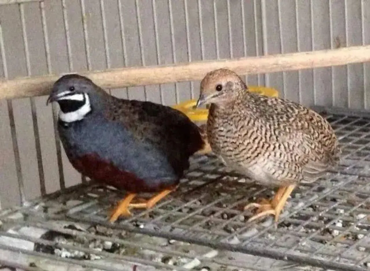 "codornas" no Brasil