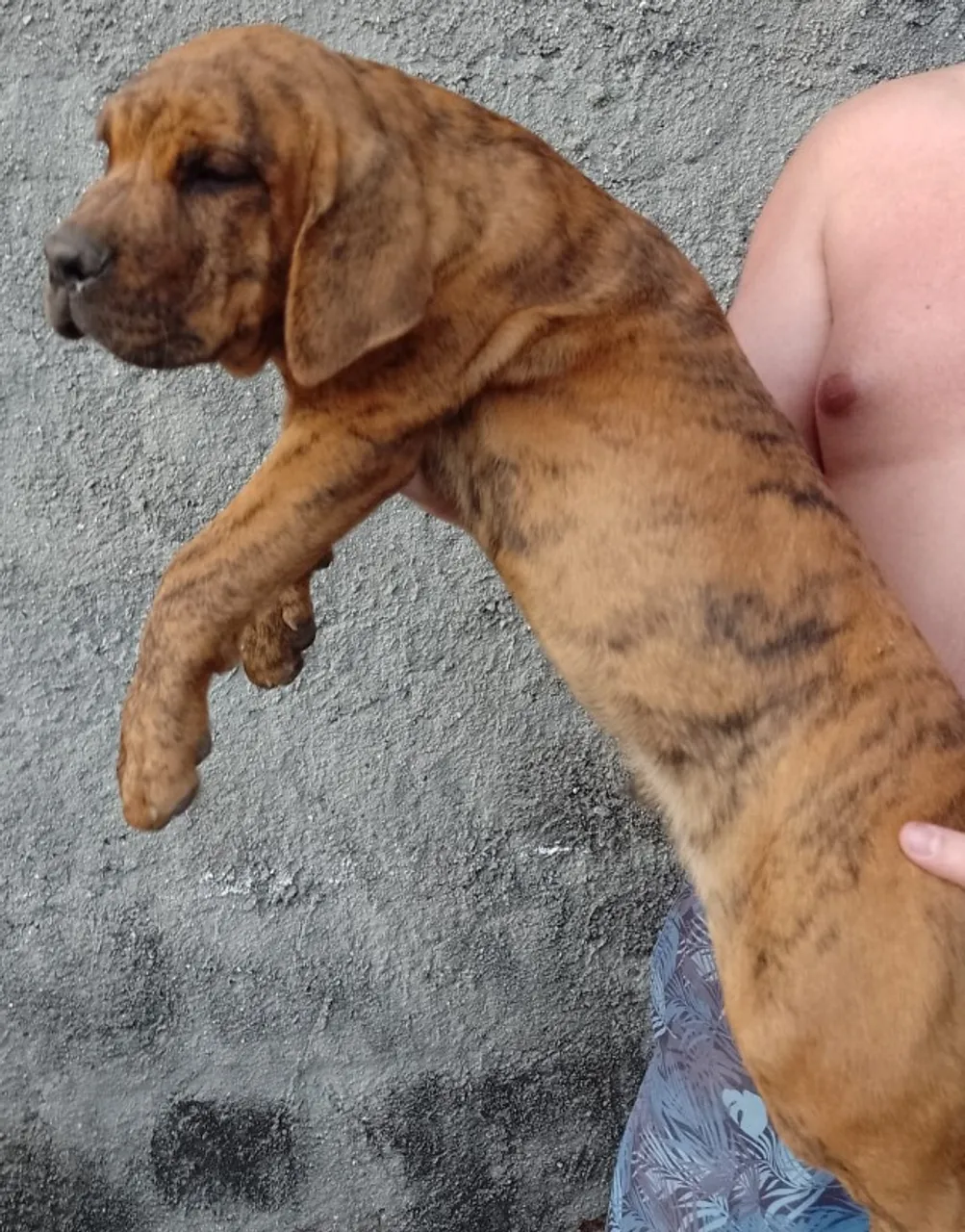 "fila brasileiros" no Brasil