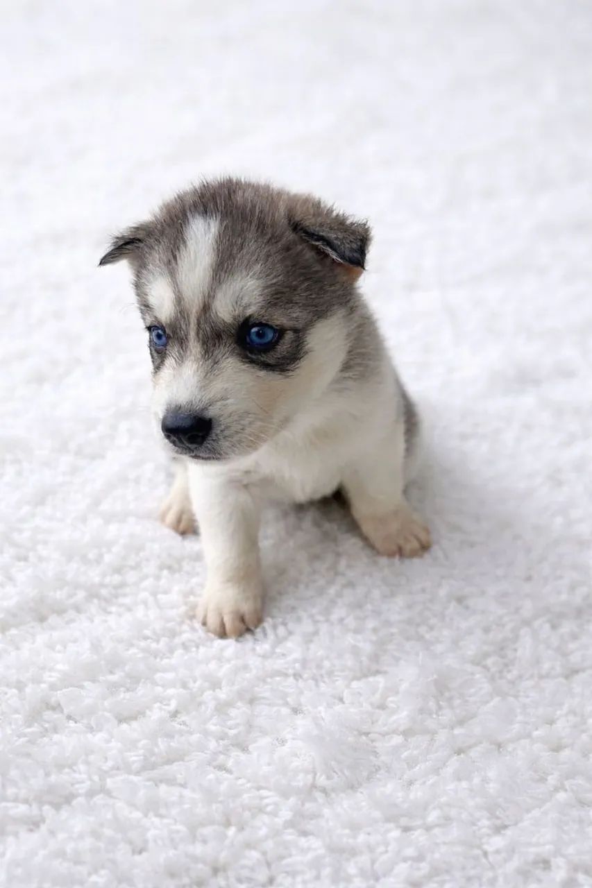 Husky Siberiano - FILHOTES - Cachorros - Centro, Campina Grande ...