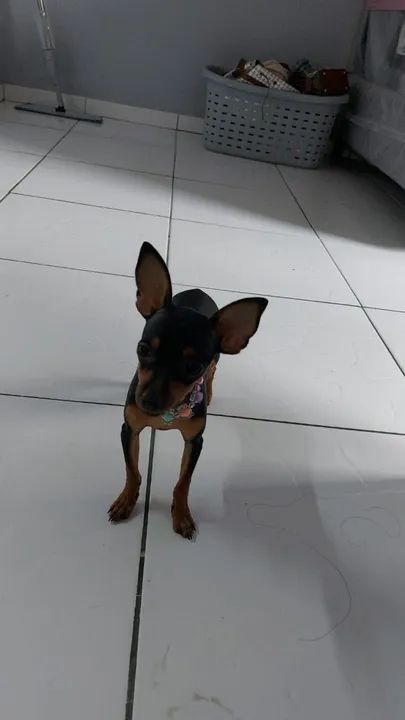 "pinscher numero 1" no Brasil