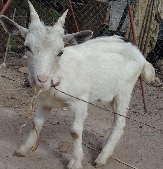 Bode filhote - dócil e saudável - Animais para agropecuária - Monte Carlo, Campos do Jordão ...