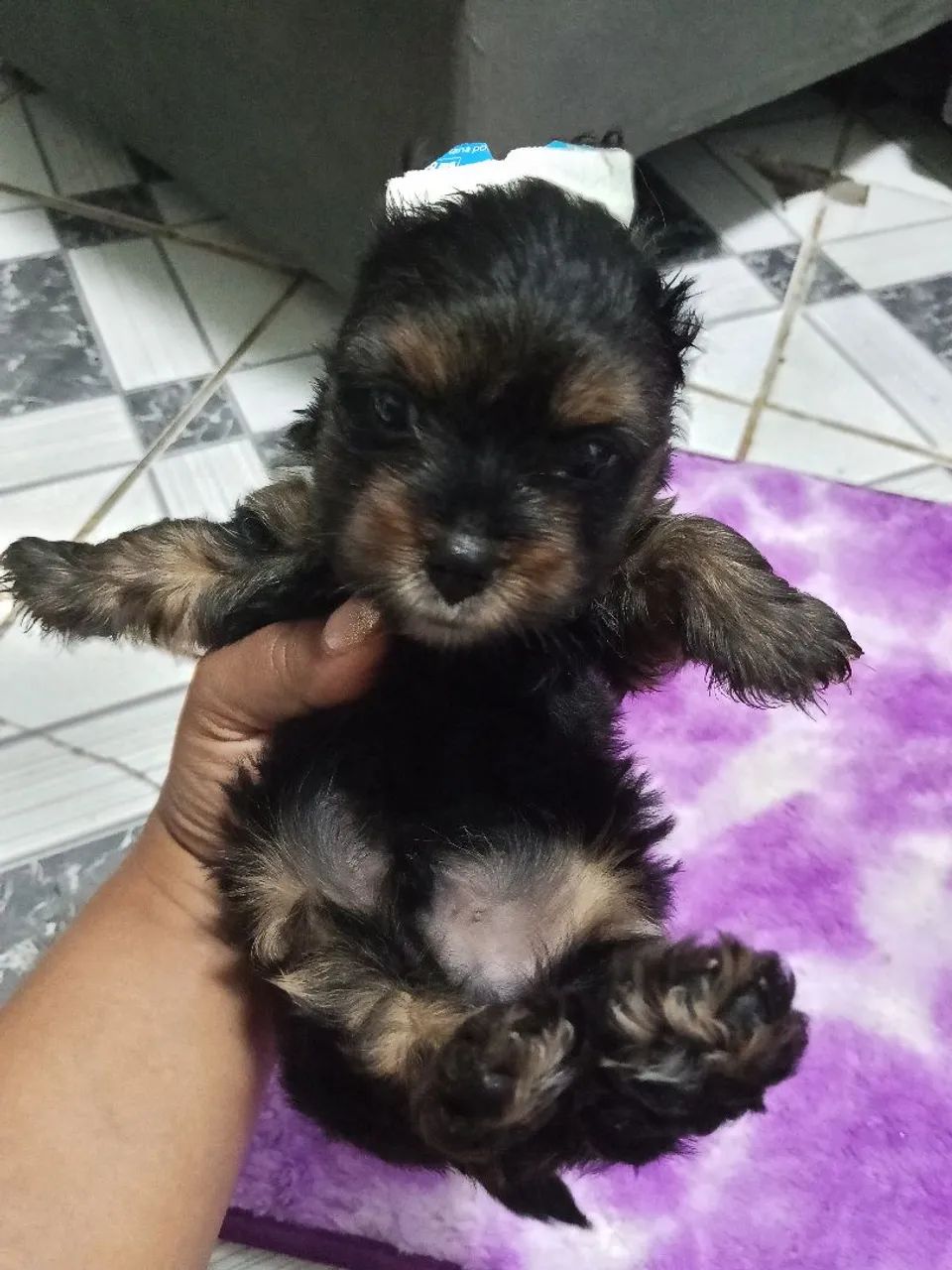 Yorkshire - Cachorros - Boca da Mata, Salvador 1472142820 | OLX