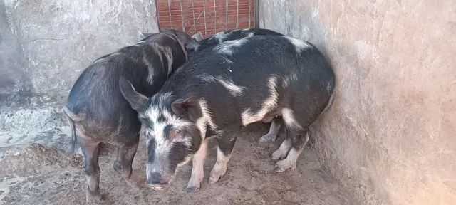 "porco piau" no Brasil