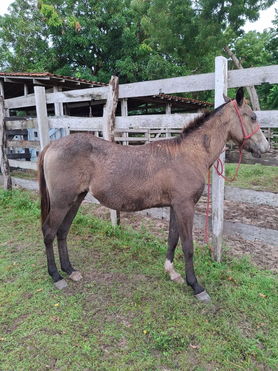 "potros e potras" no Brasil