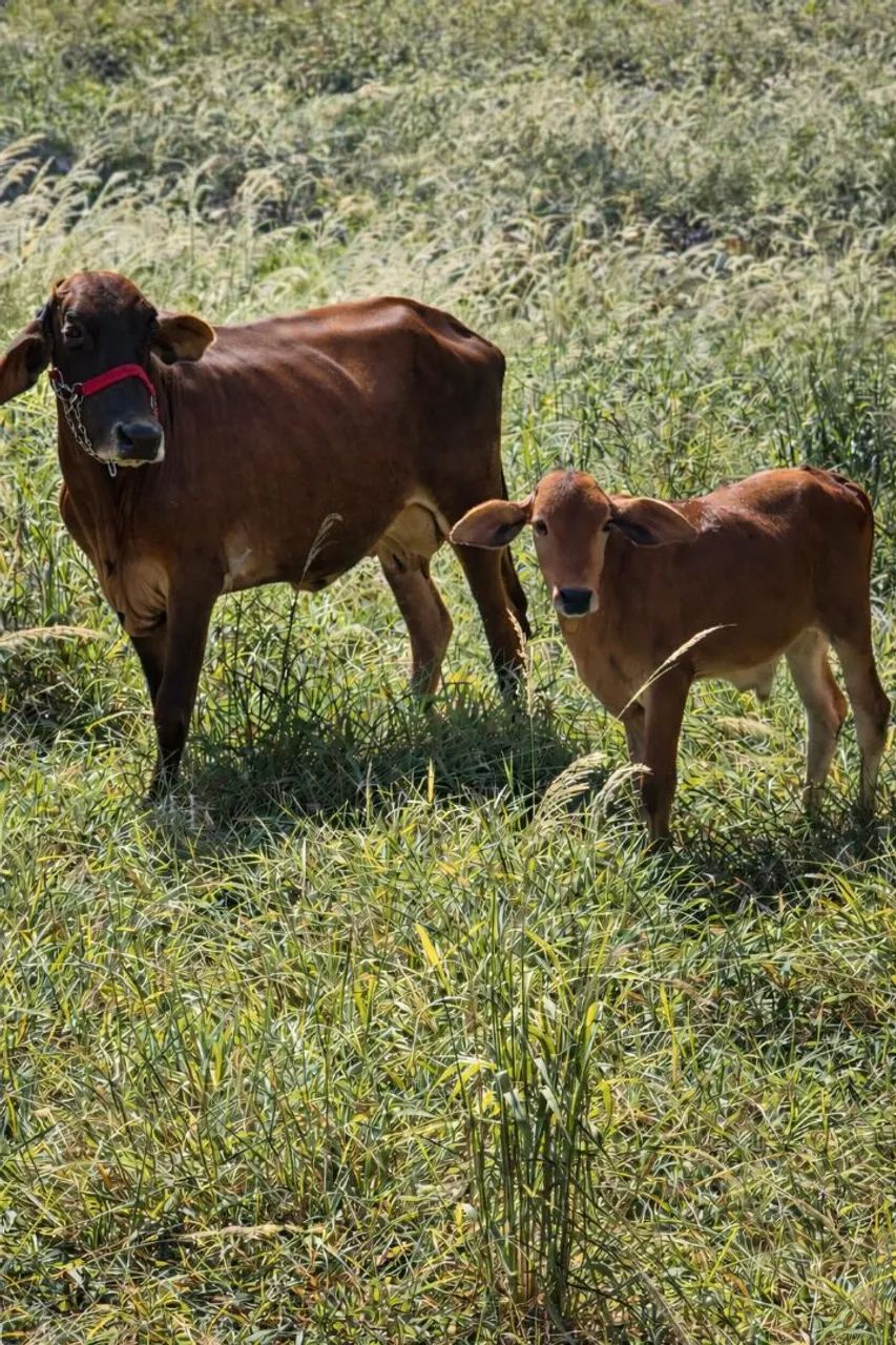 Vaca Girolanda - Animais para agropecuária - Parque Arco Íris, Taubaté ...