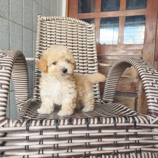 Filhotes de poodle zero | +48 anúncios na OLX Brasil