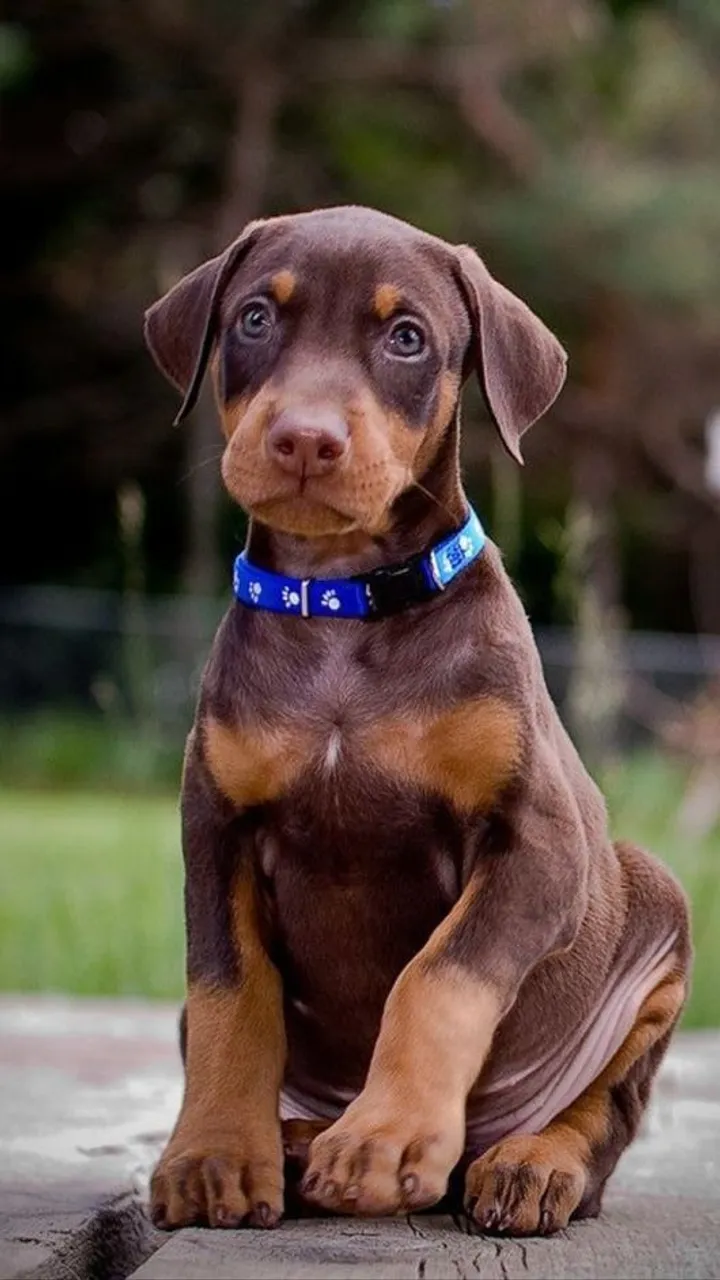 "filhotes de doberman" - Cachorros no Brasil