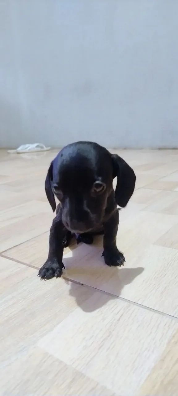 Filhote de dachshund macho (salsichinha) - Cachorros - Fazenda da Barra ...