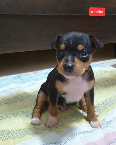 "pinscher 0" - Cachorros no Brasil