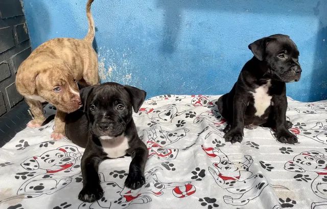 Pit bull apbt | +20 anúncios na OLX Brasil