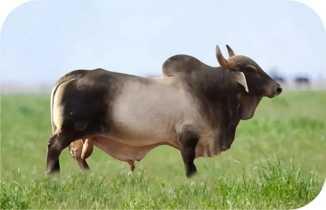 Mini touro | +1323 anúncios na OLX Brasil