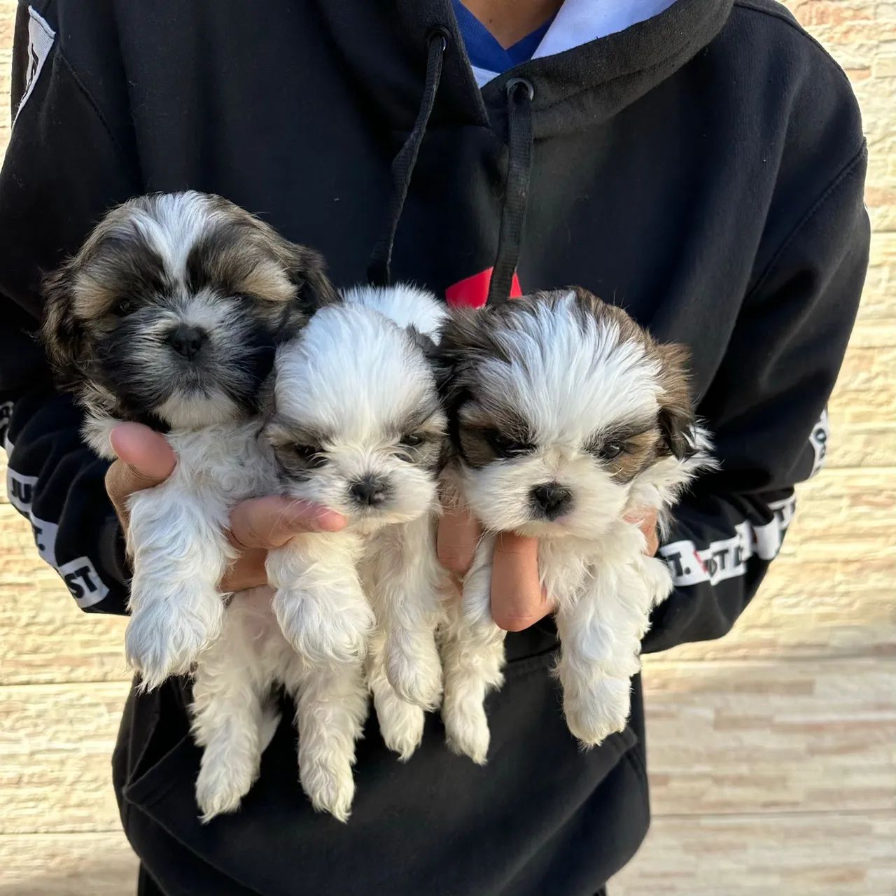 Mini Shih tzu mini fêmeas e machos - Cachorros - Eldorado, Contagem ...
