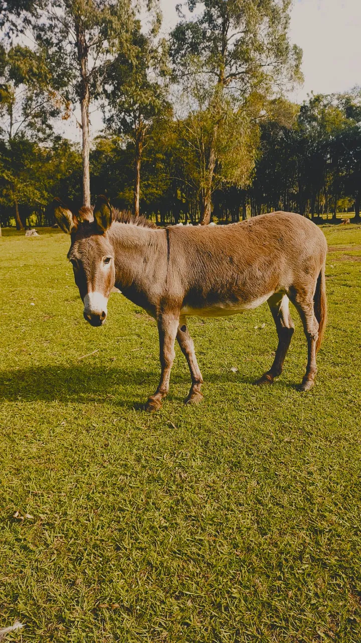 "jumentos" no Brasil
