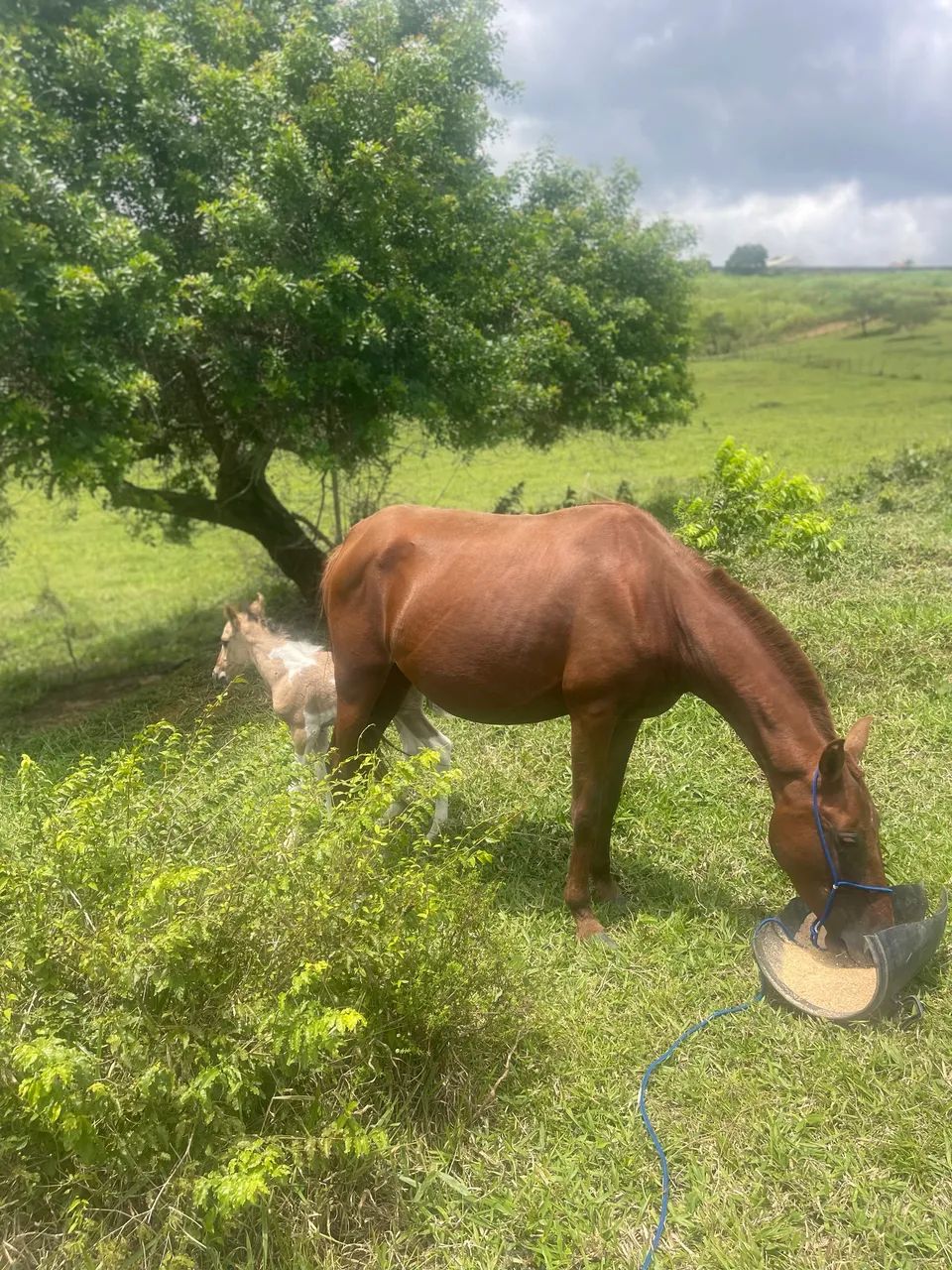 Égua mangalarga marchador com potro pampa ao pé - Animais para ...