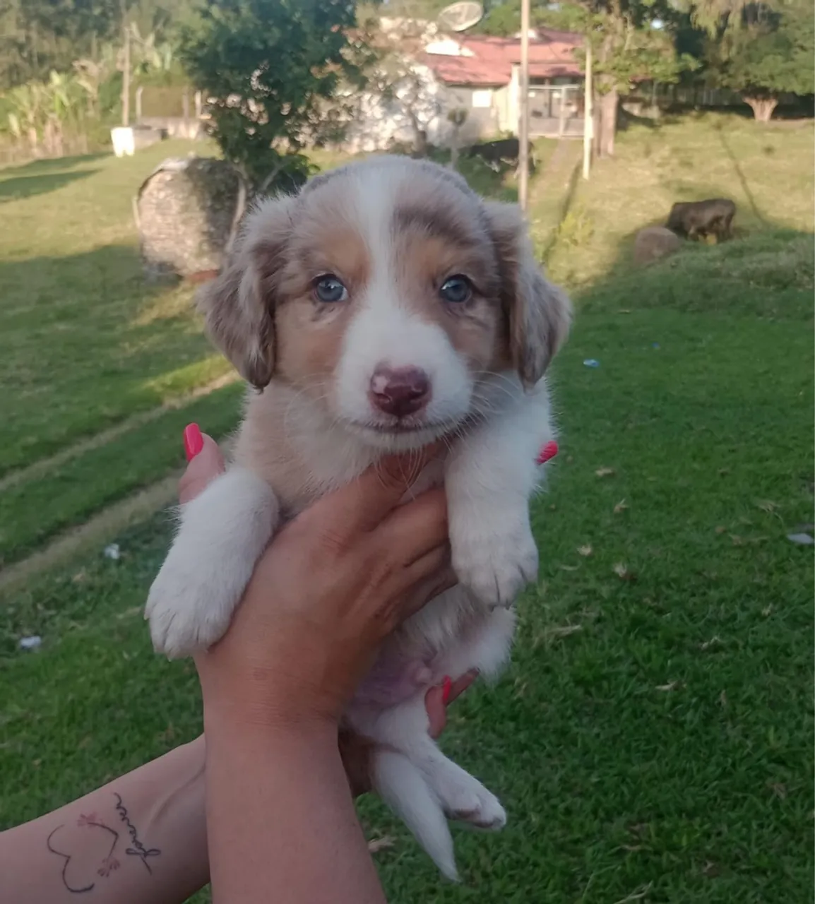 "filhotes border collie blue merle" - Cachorros no Brasil