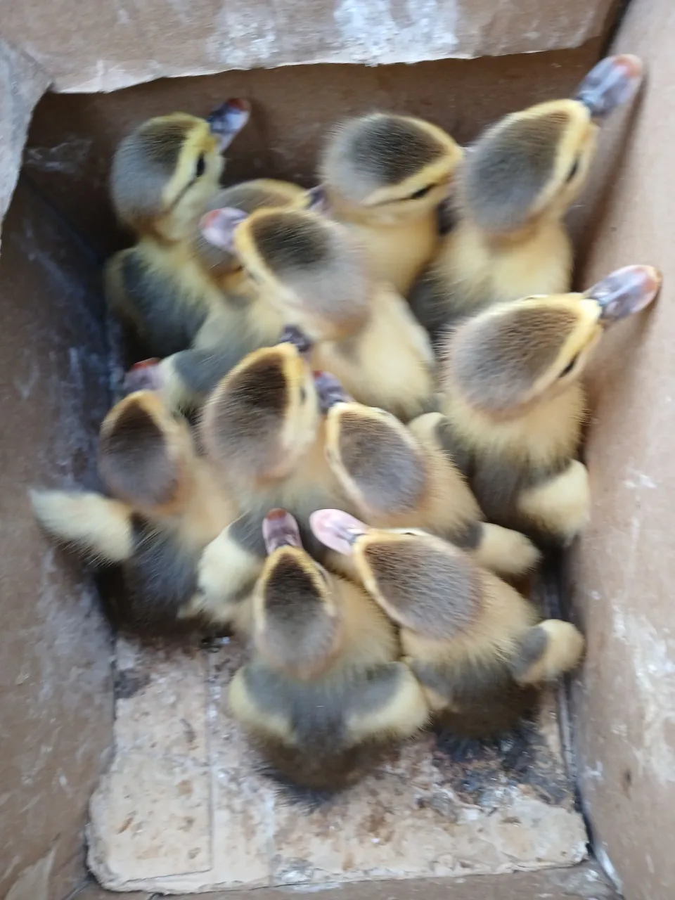 "filhotes de patos" - Outros animais no Brasil