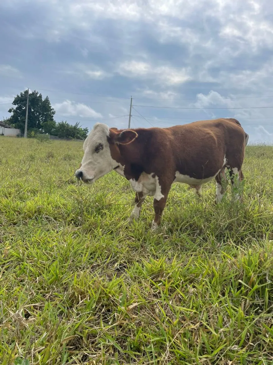 "boi mini boi" - Animais para agropecuária no Brasil