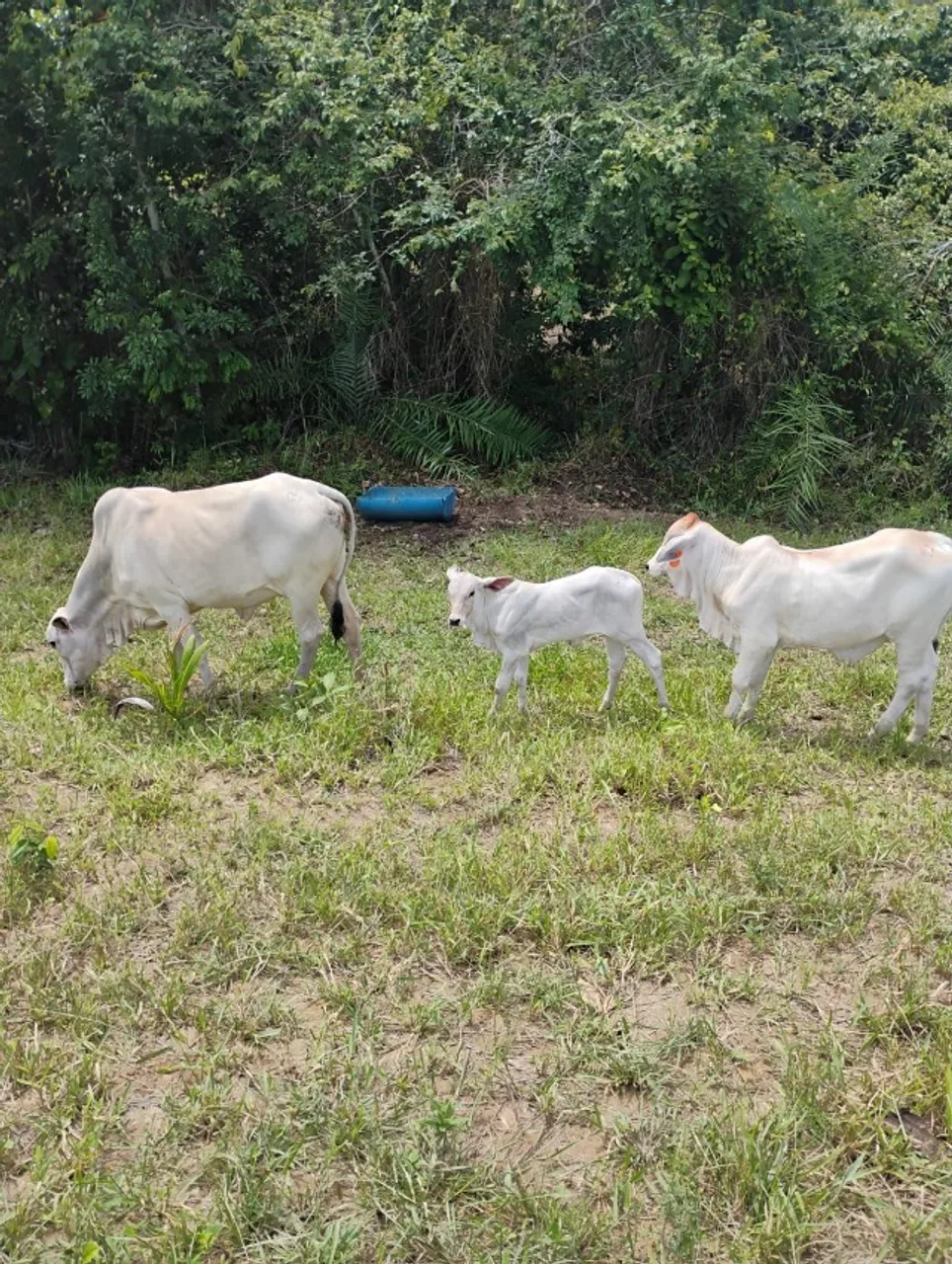 "vaca nelori" no Brasil