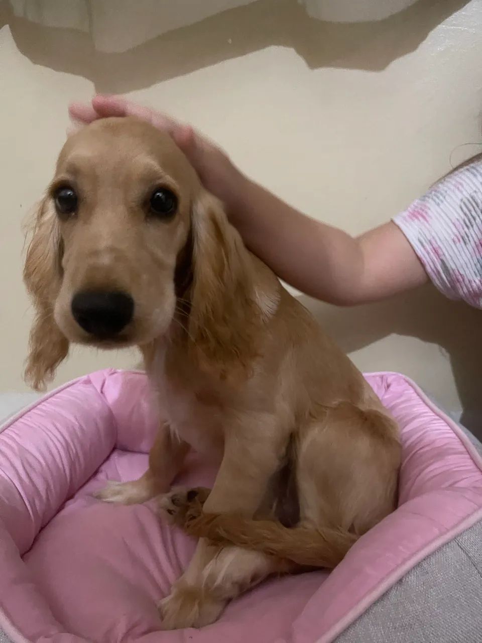 Cocker spaniel inglês - Cachorros - Parque Timbiras, São Luís ...